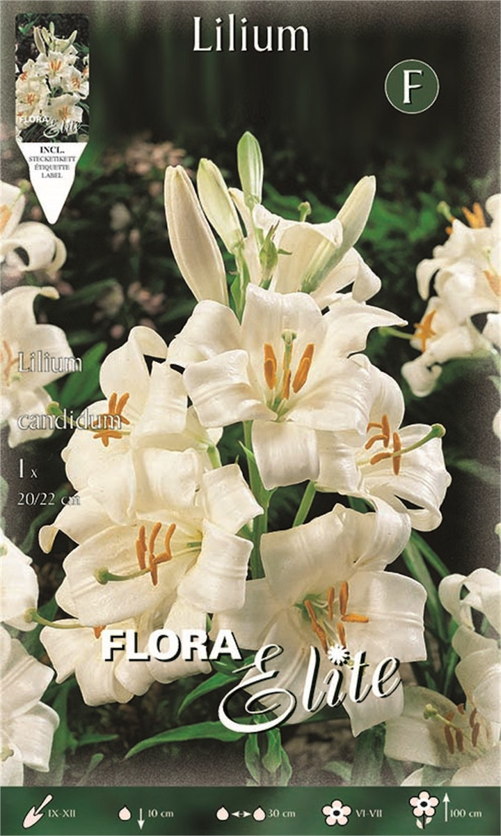 Gemma Βολβός Λίλιουμ - crestagro